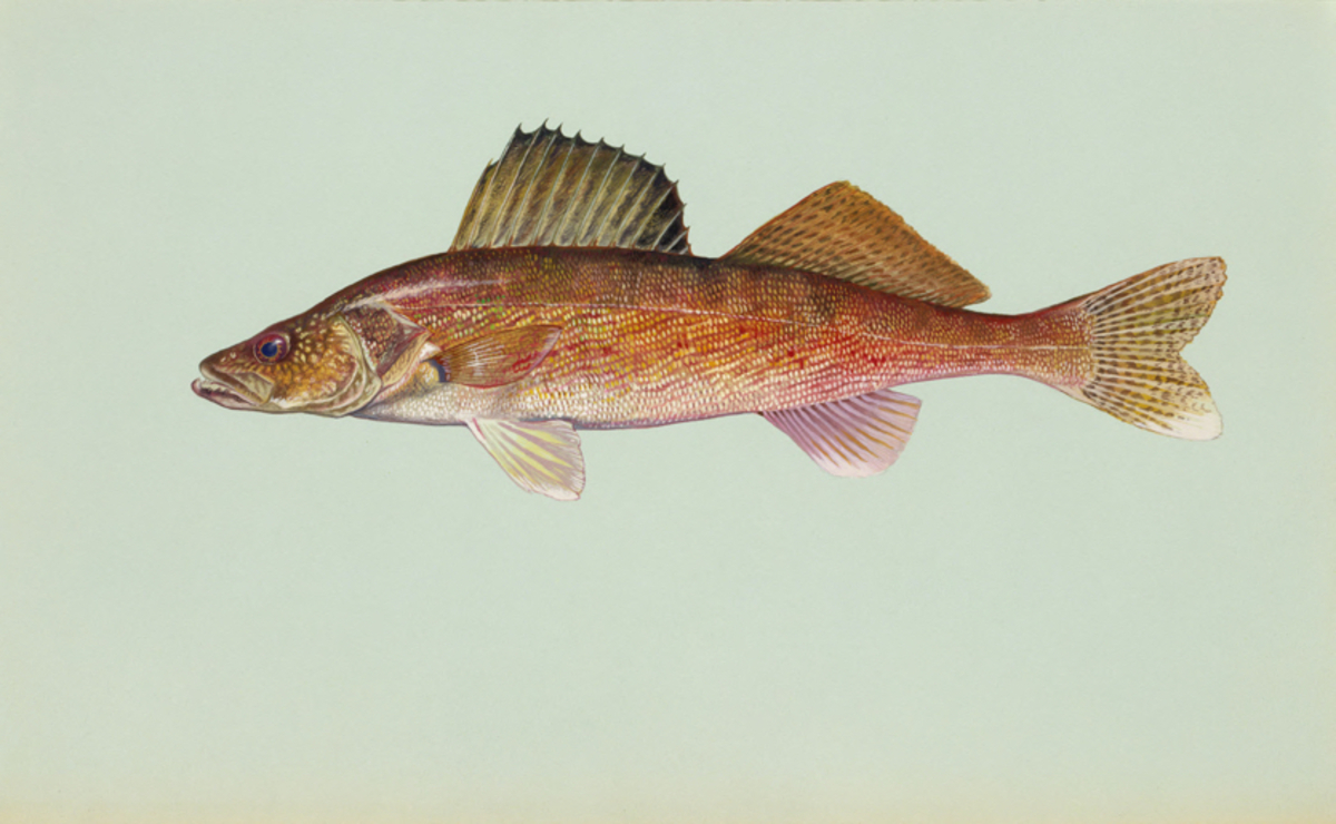 Walleye | FWS.gov