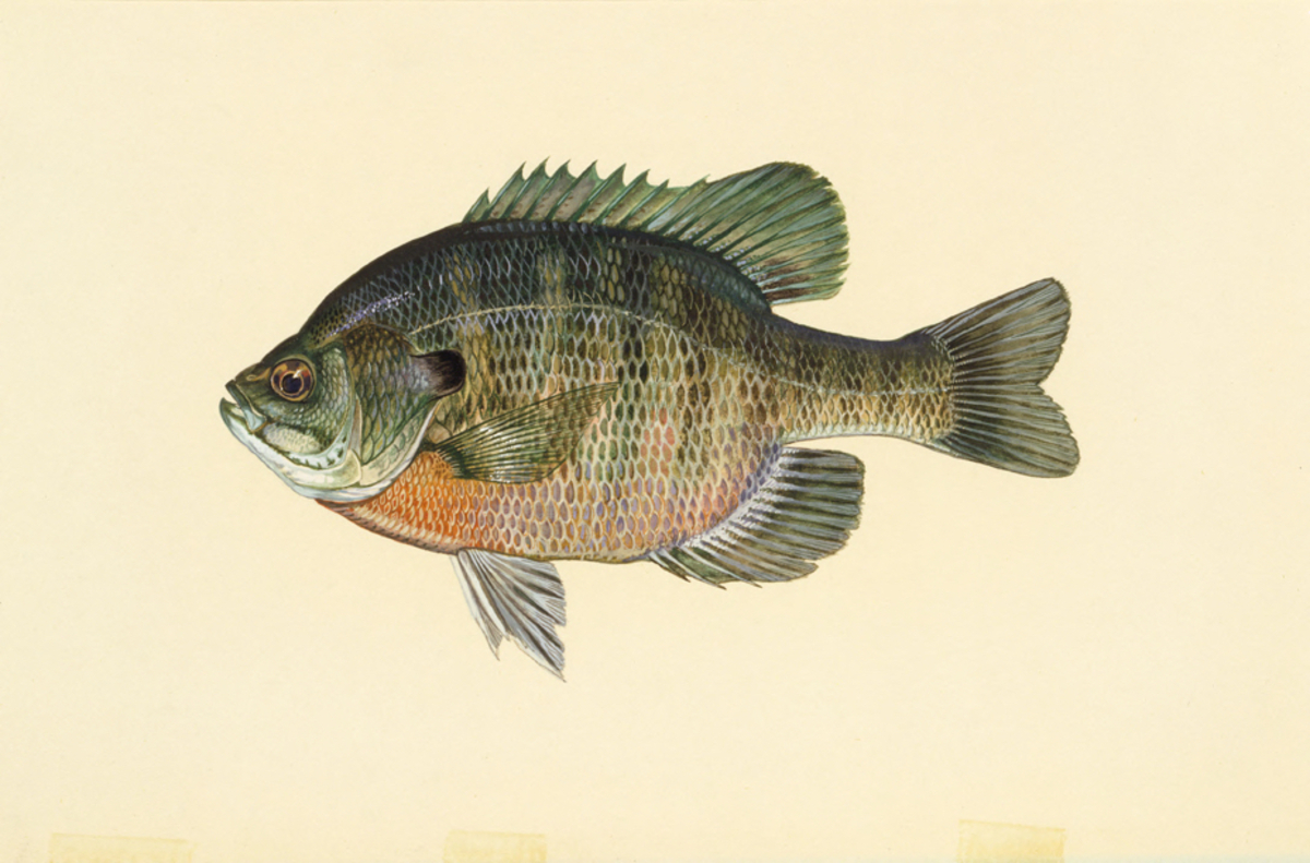 Bluegill | FWS.gov
