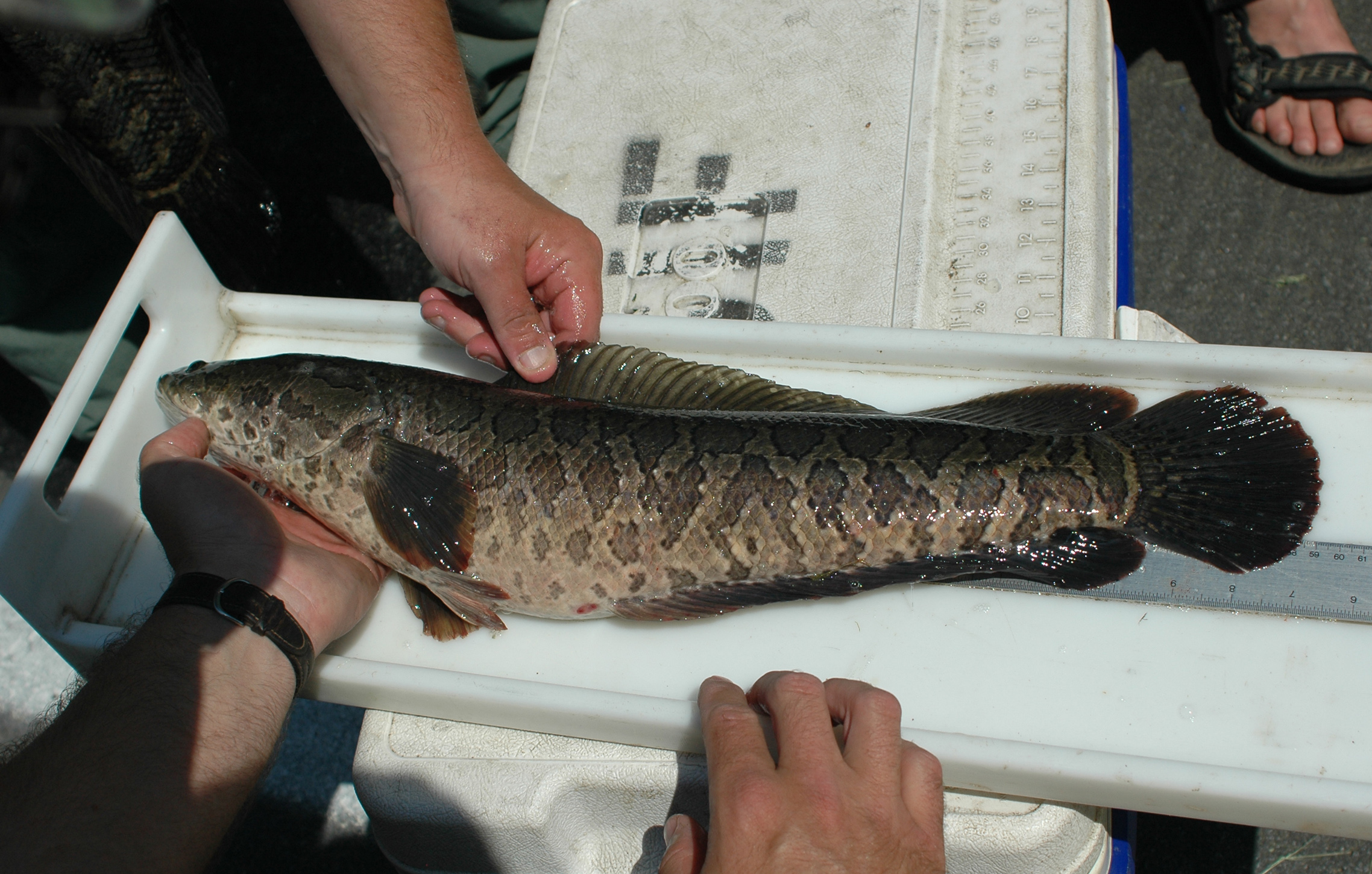Northern Snakehead Fish | FWS.gov