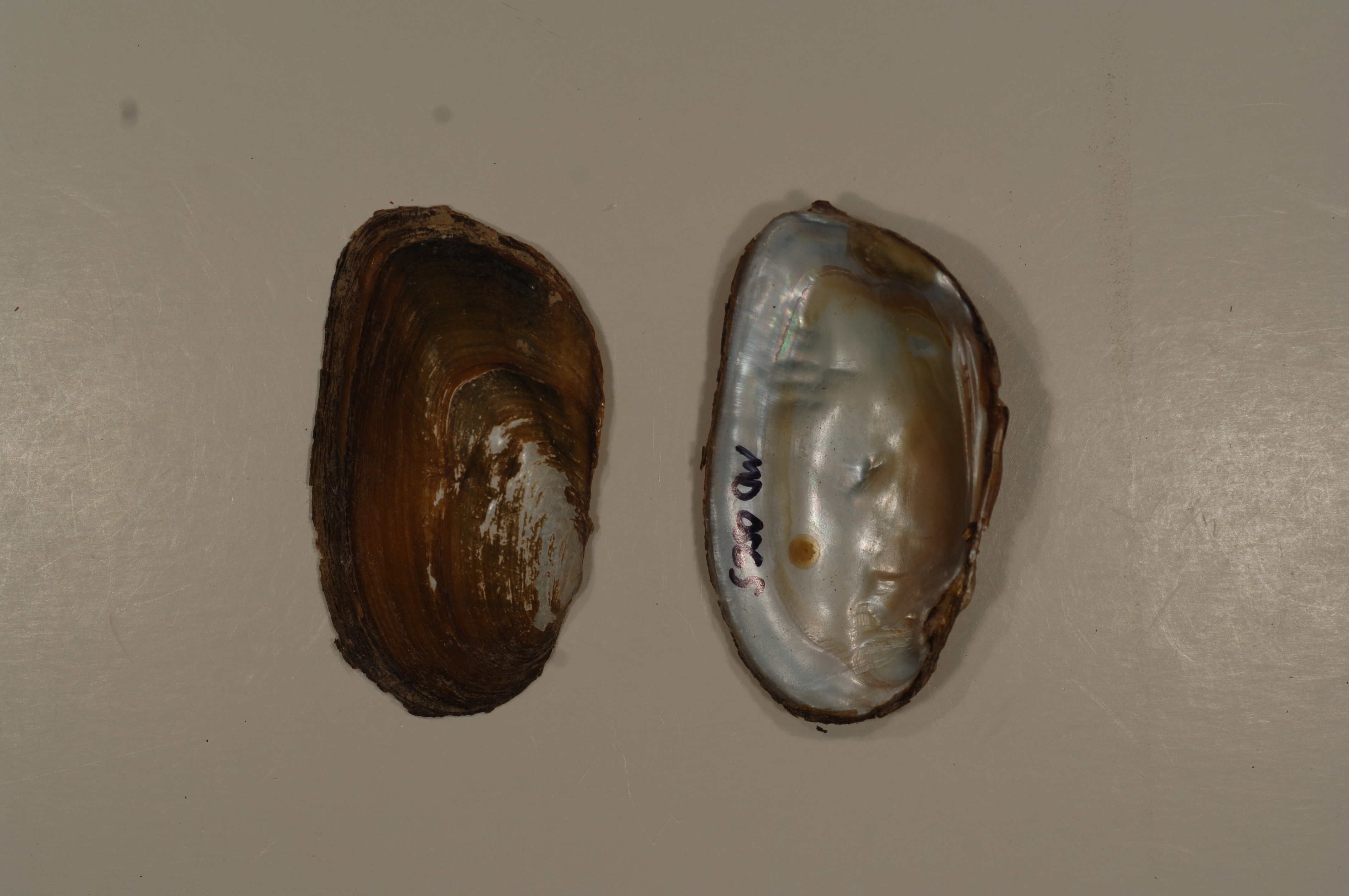 Elliptio complanata | FWS.gov