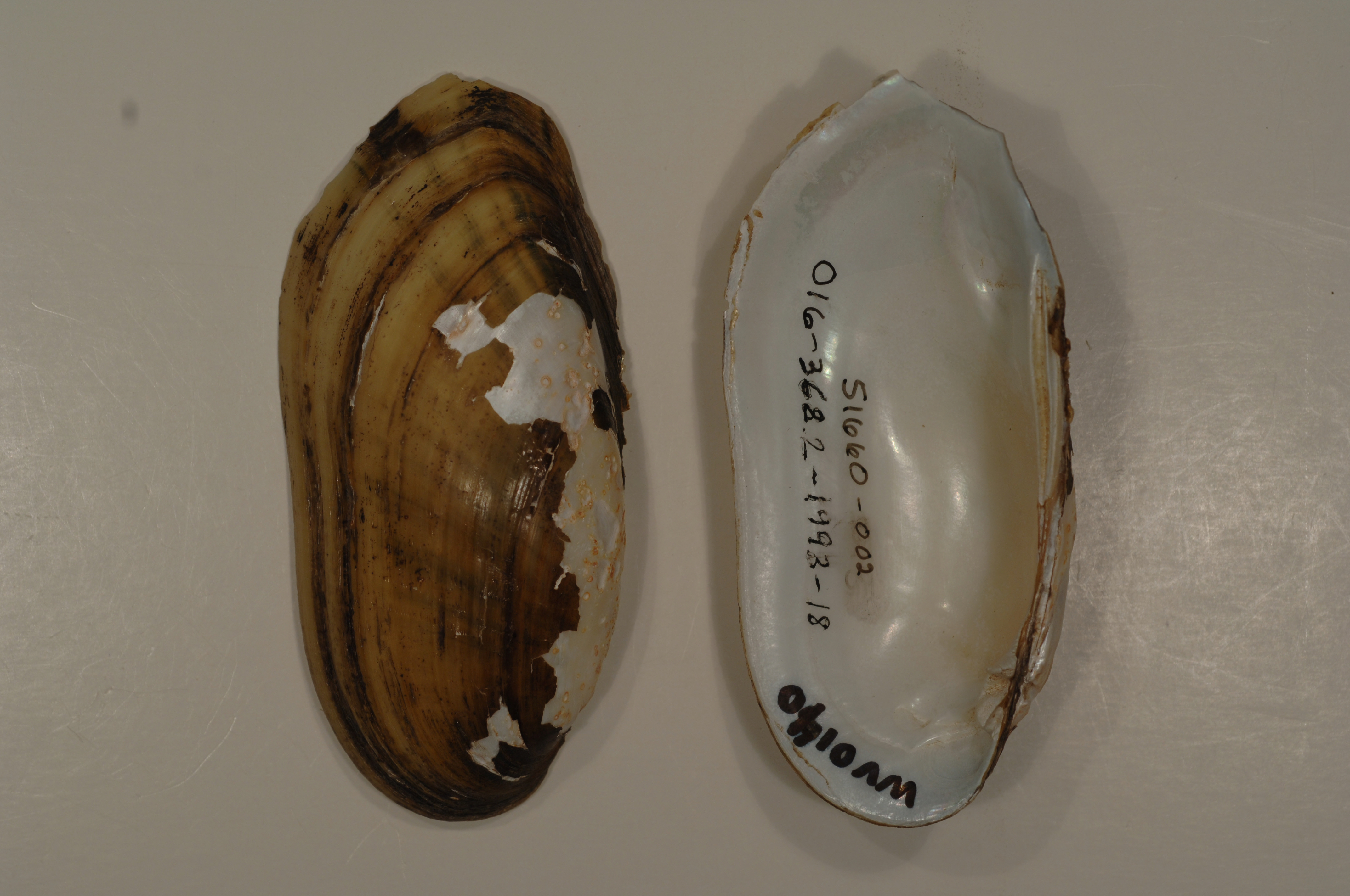Yellow sandshell | FWS.gov
