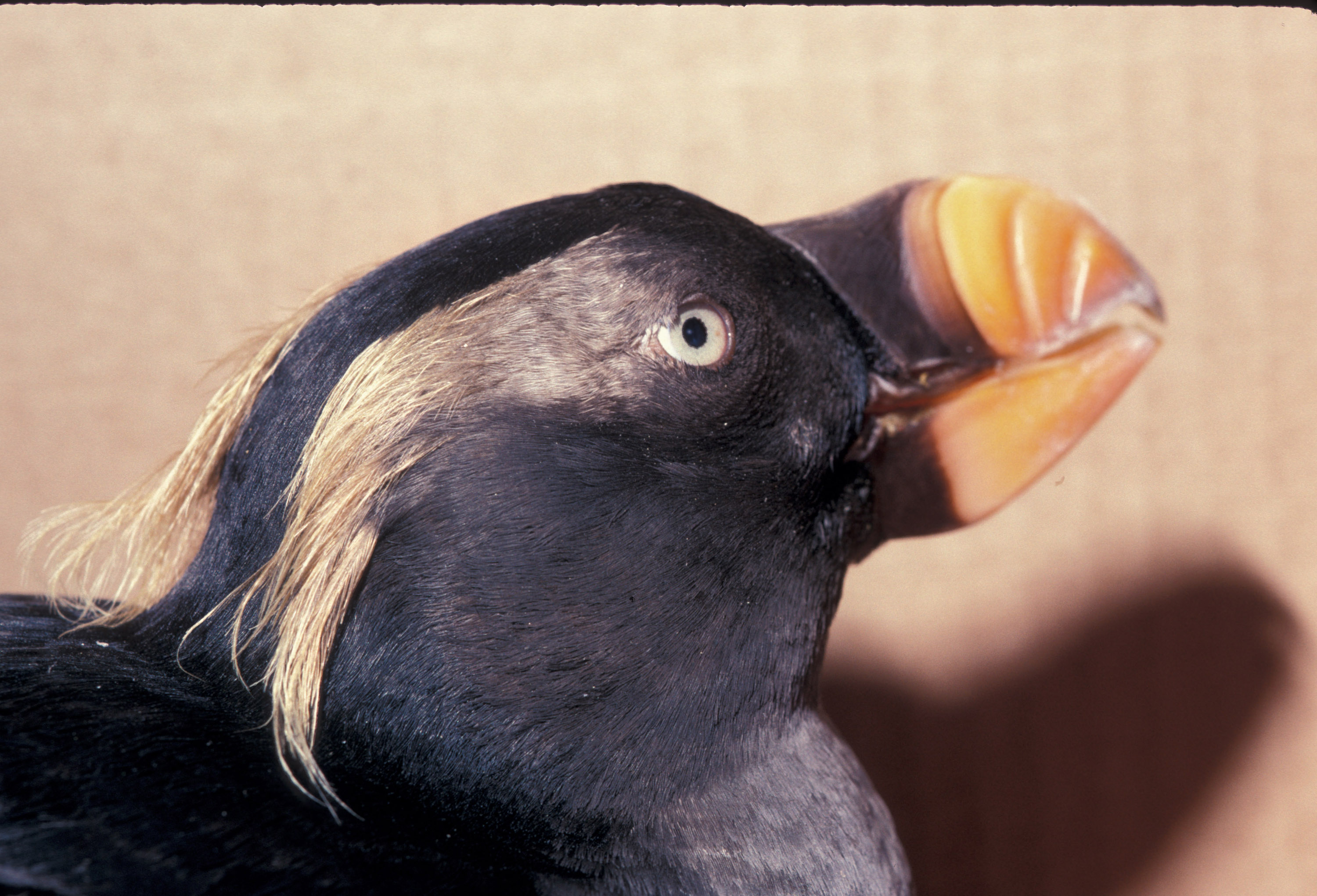 Tufted Puffin, non breeding | FWS.gov
