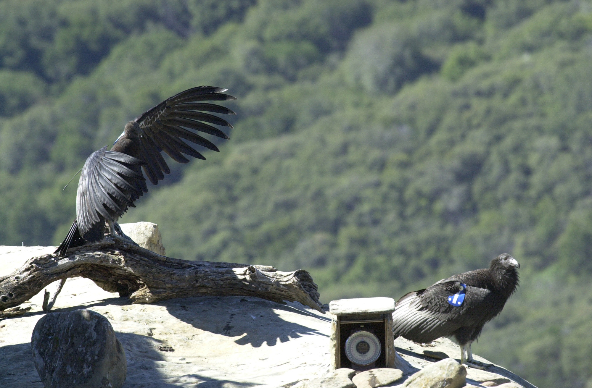 California condors | FWS.gov
