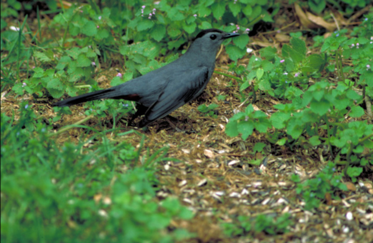 Gray catbird | FWS.gov