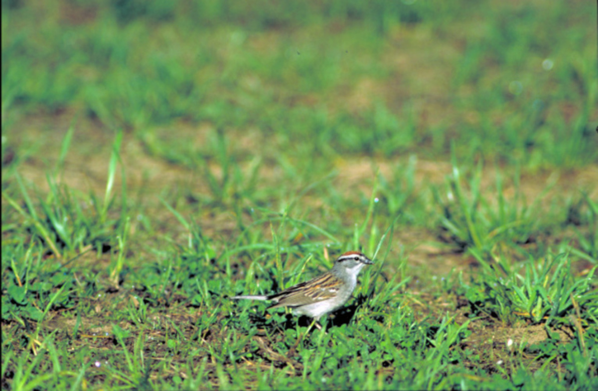 Chipping sparrow | FWS.gov