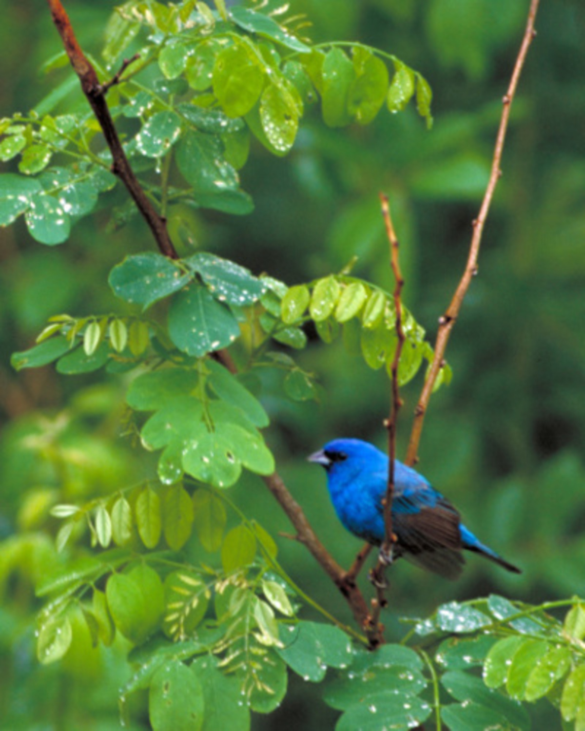 Indigo bunting | FWS.gov