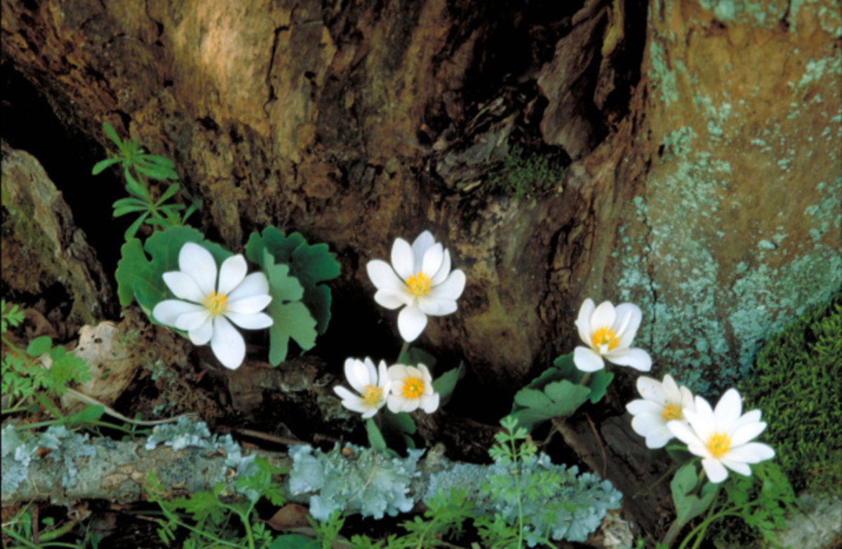 Bloodroot | FWS.gov