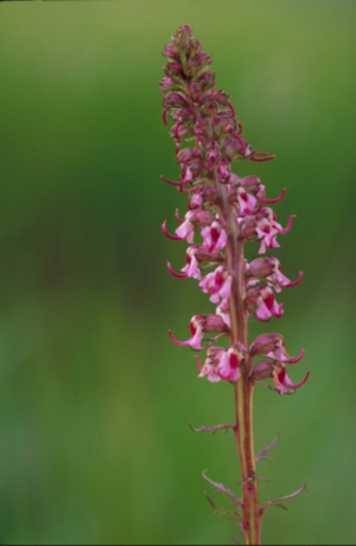Elephant Head | FWS.gov