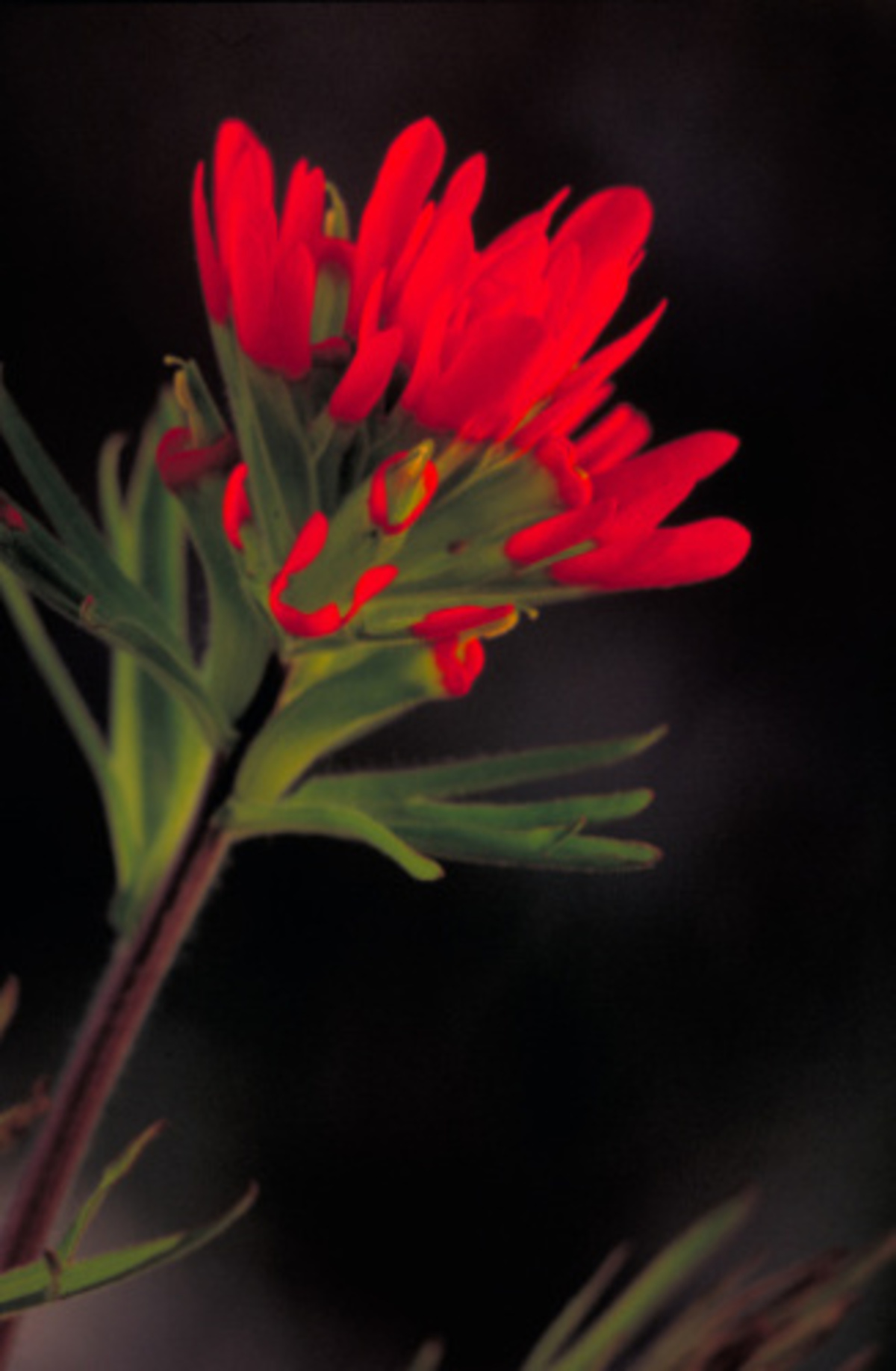 Indian paintbrush | FWS.gov