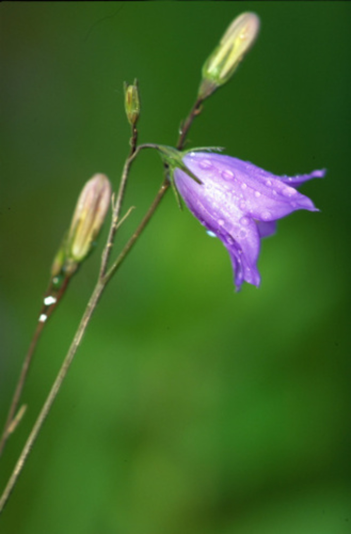 Bluebell | FWS.gov
