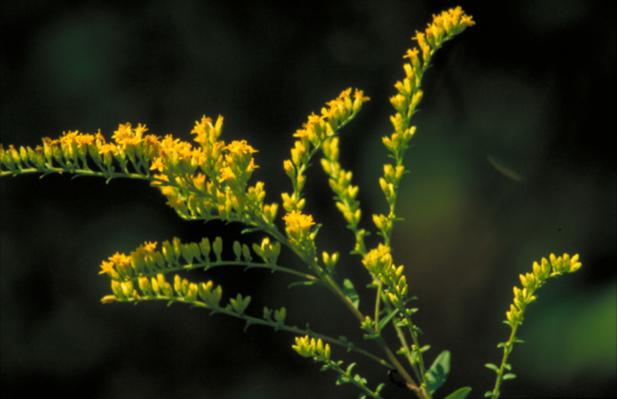 Short's Goldenrod | FWS.gov
