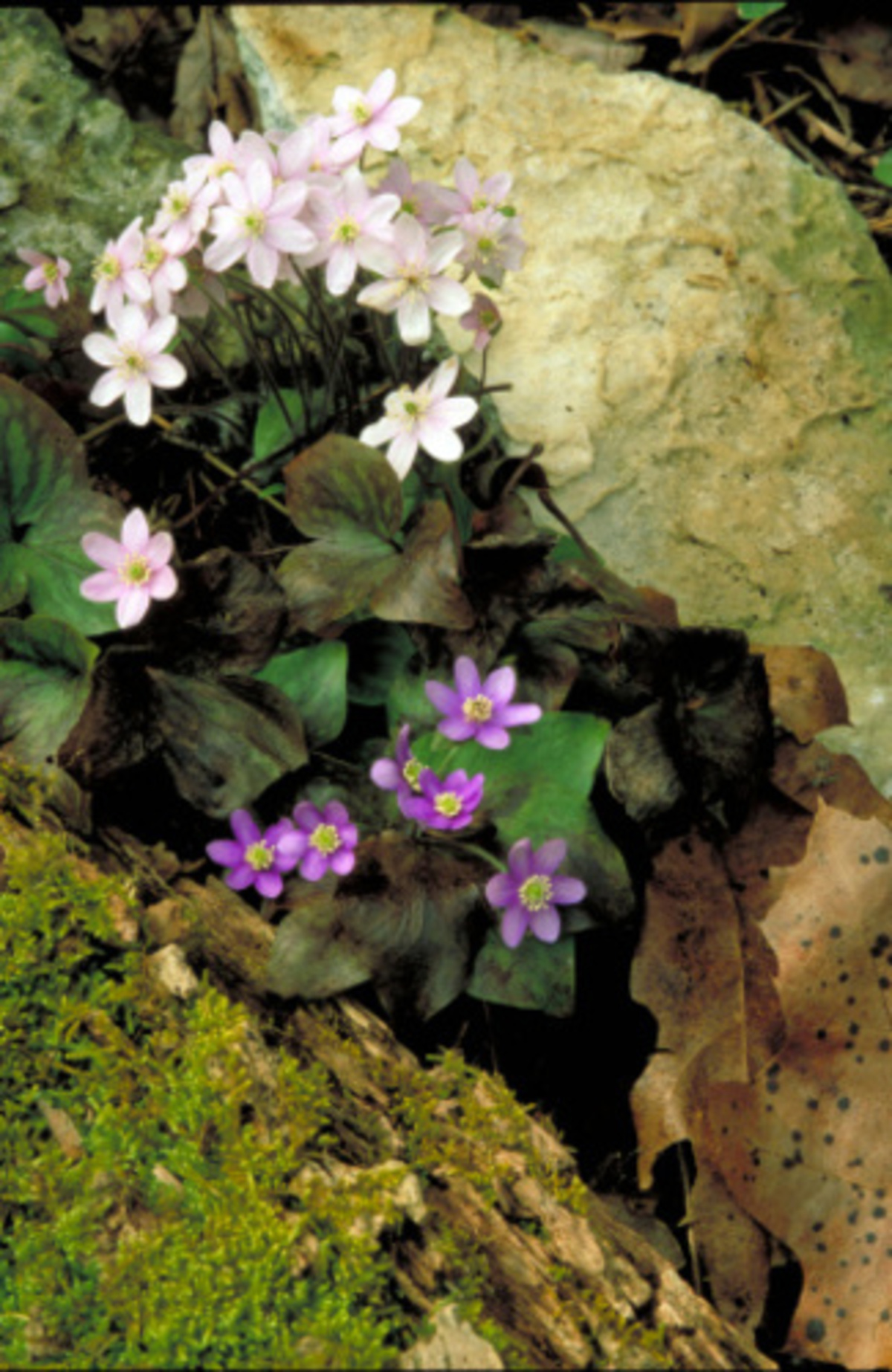 Hepatica | FWS.gov