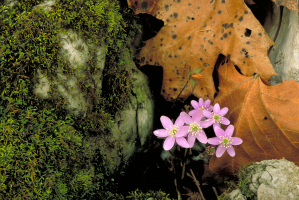 Hepatica | FWS.gov