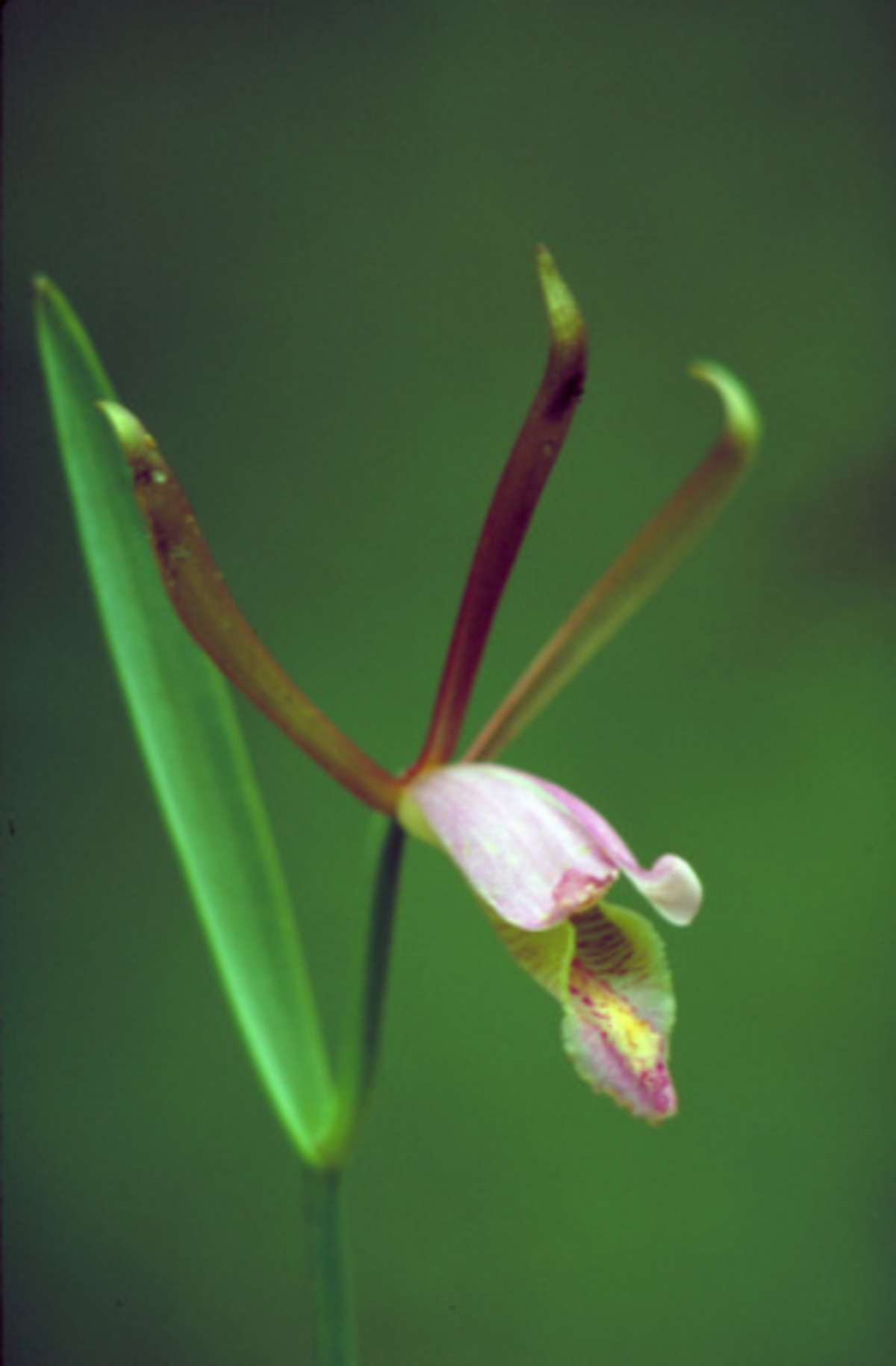 Spreading pogonia | FWS.gov