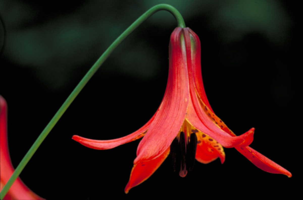 Canada Lily | FWS.gov