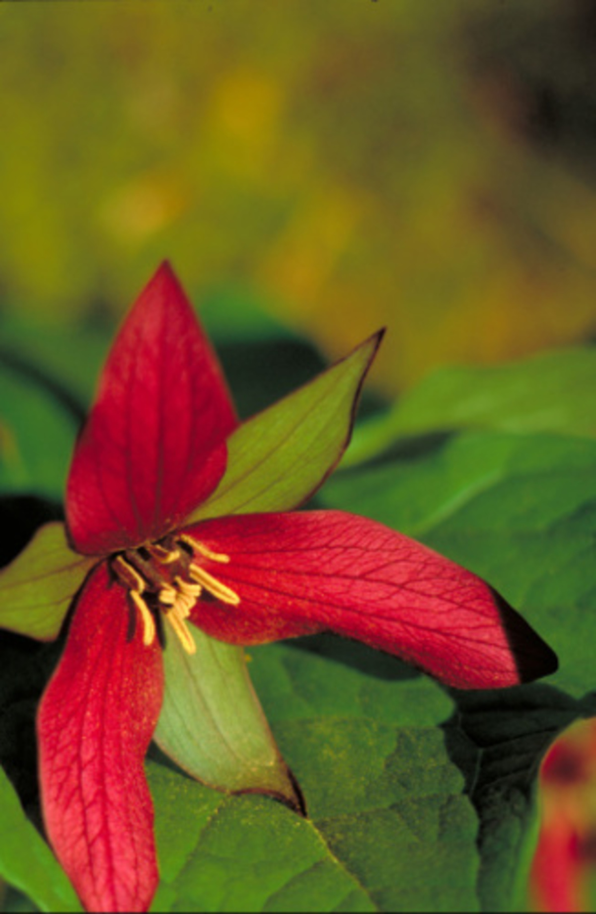 Southern red trillium | FWS.gov