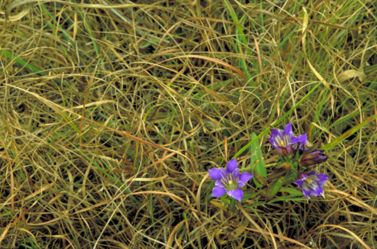 Prairie gentian | FWS.gov