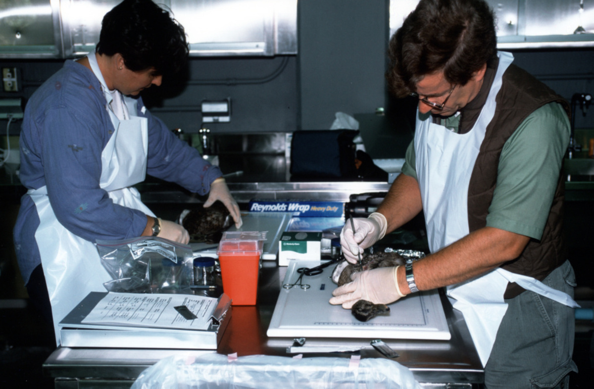NCTC students disecting ducks | FWS.gov