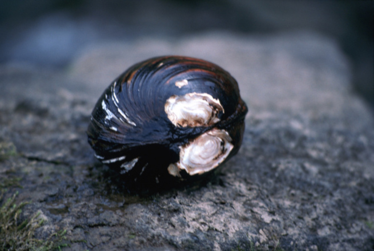 Pink mucket pearlymussel | FWS.gov