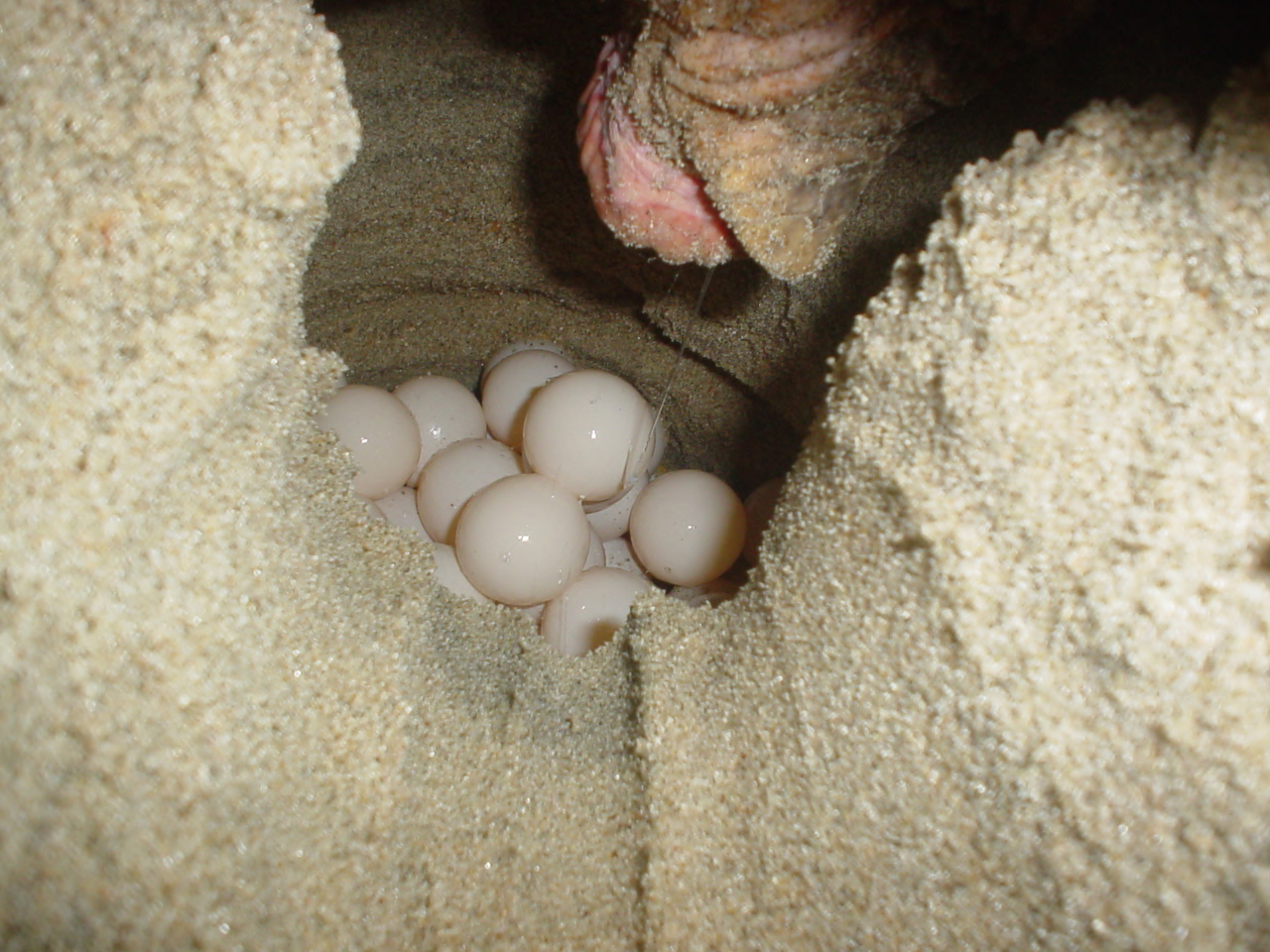 Loggerhead turtle eggs | FWS.gov