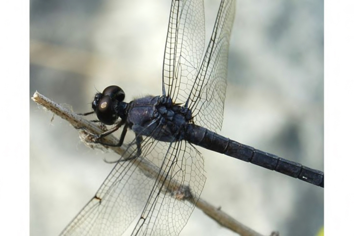 Dragonfly | FWS.gov