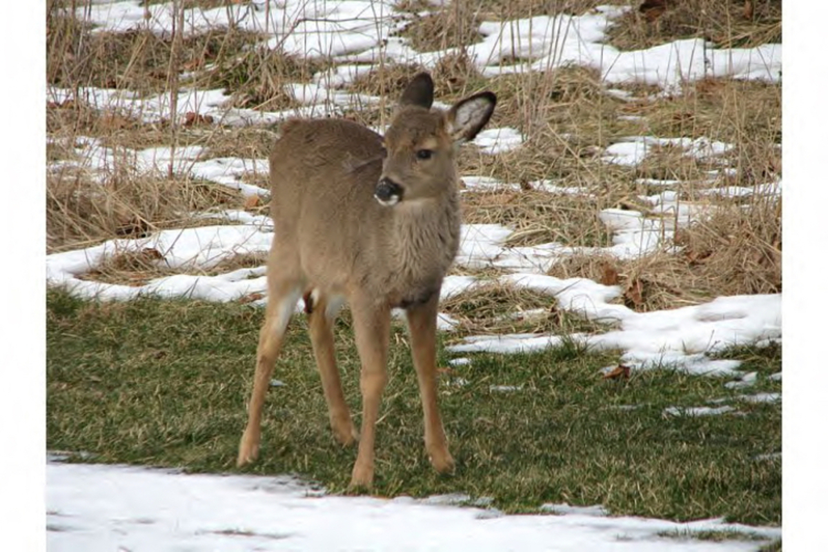 White-tailed fawn in the snow | FWS.gov