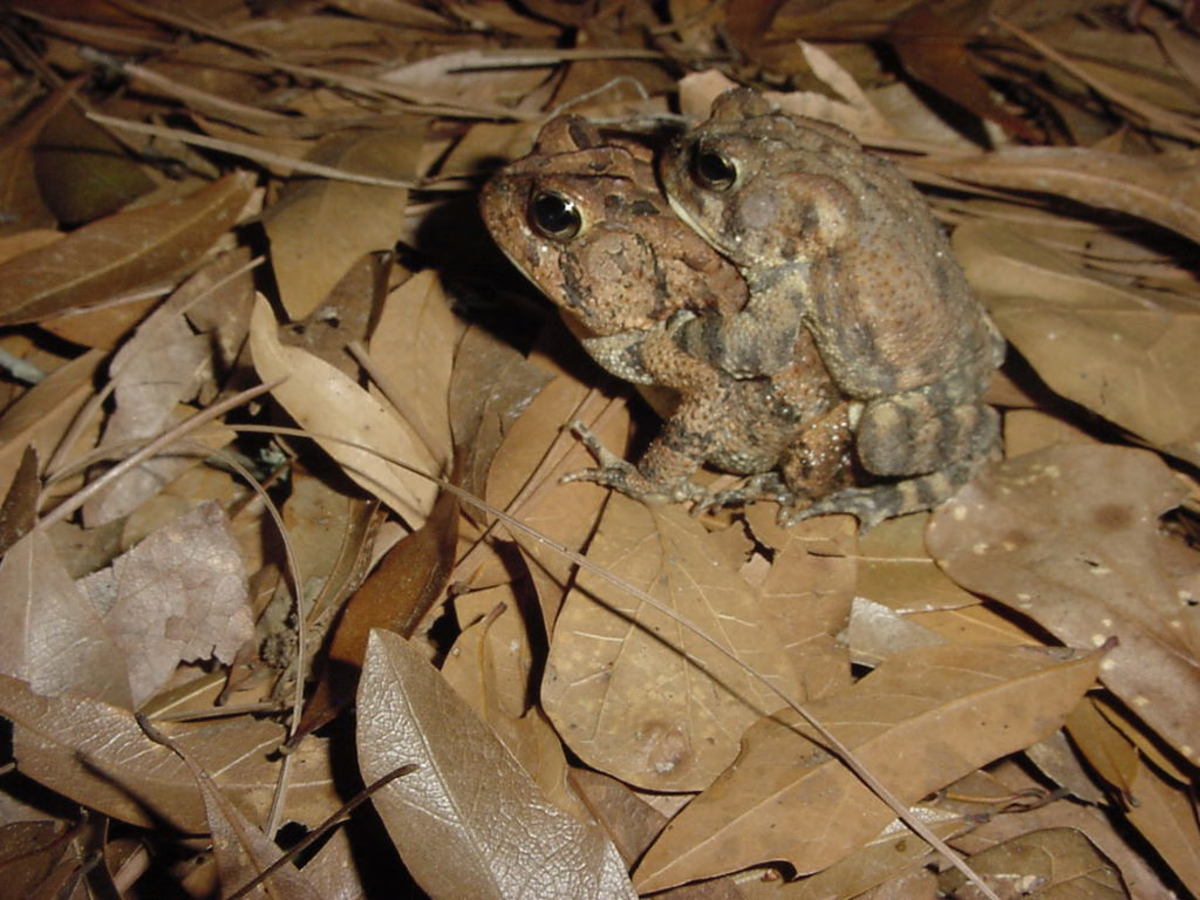 Pair of Southern toads | FWS.gov