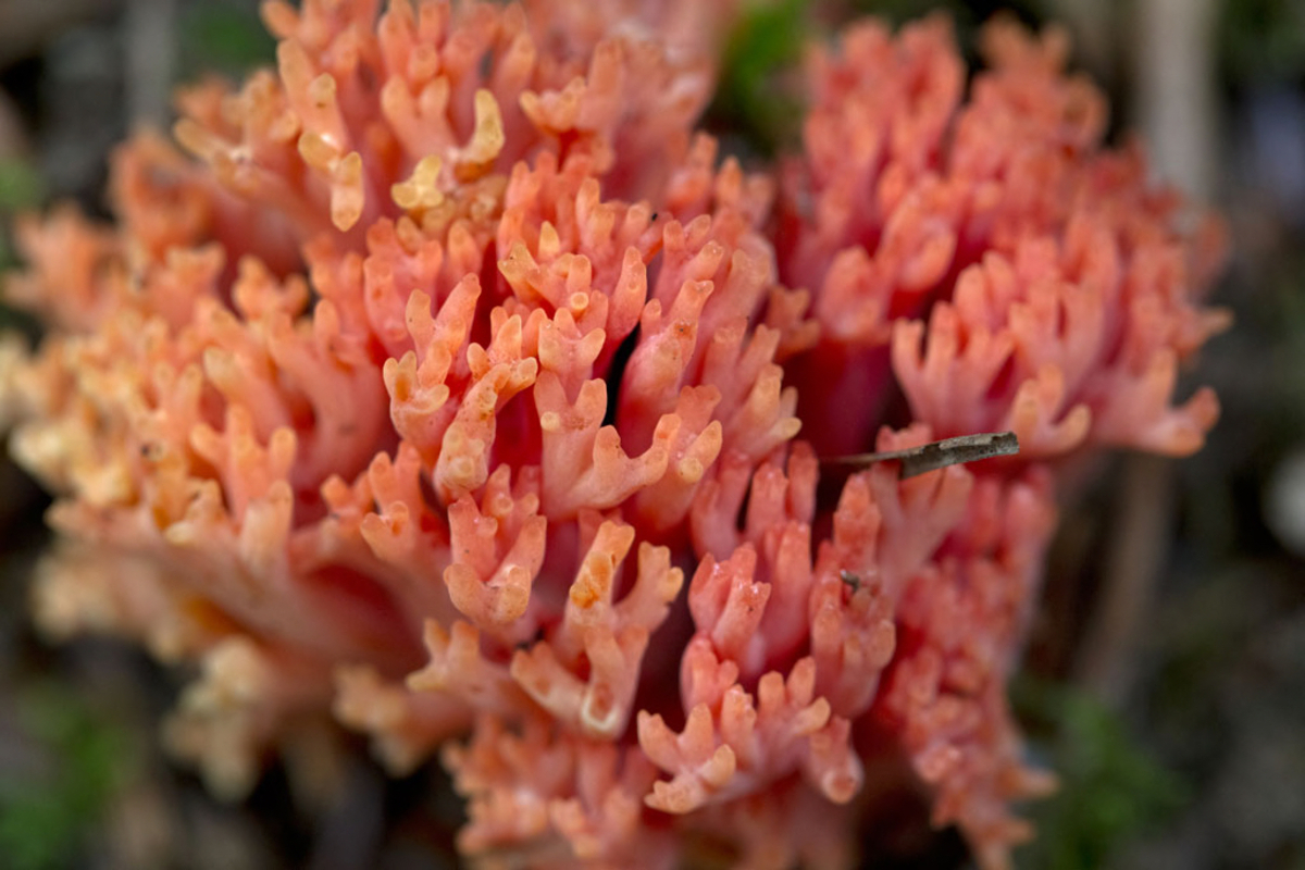 Ramaria | FWS.gov