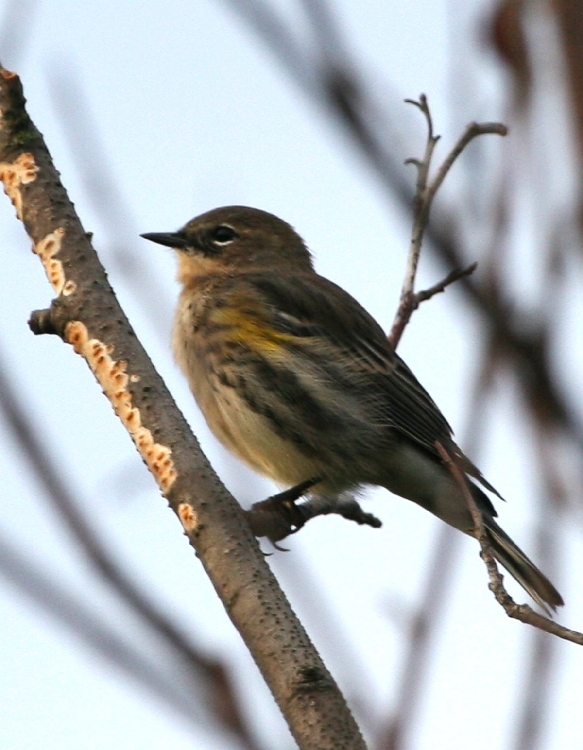 Yellow-rumped Warbler | FWS.gov