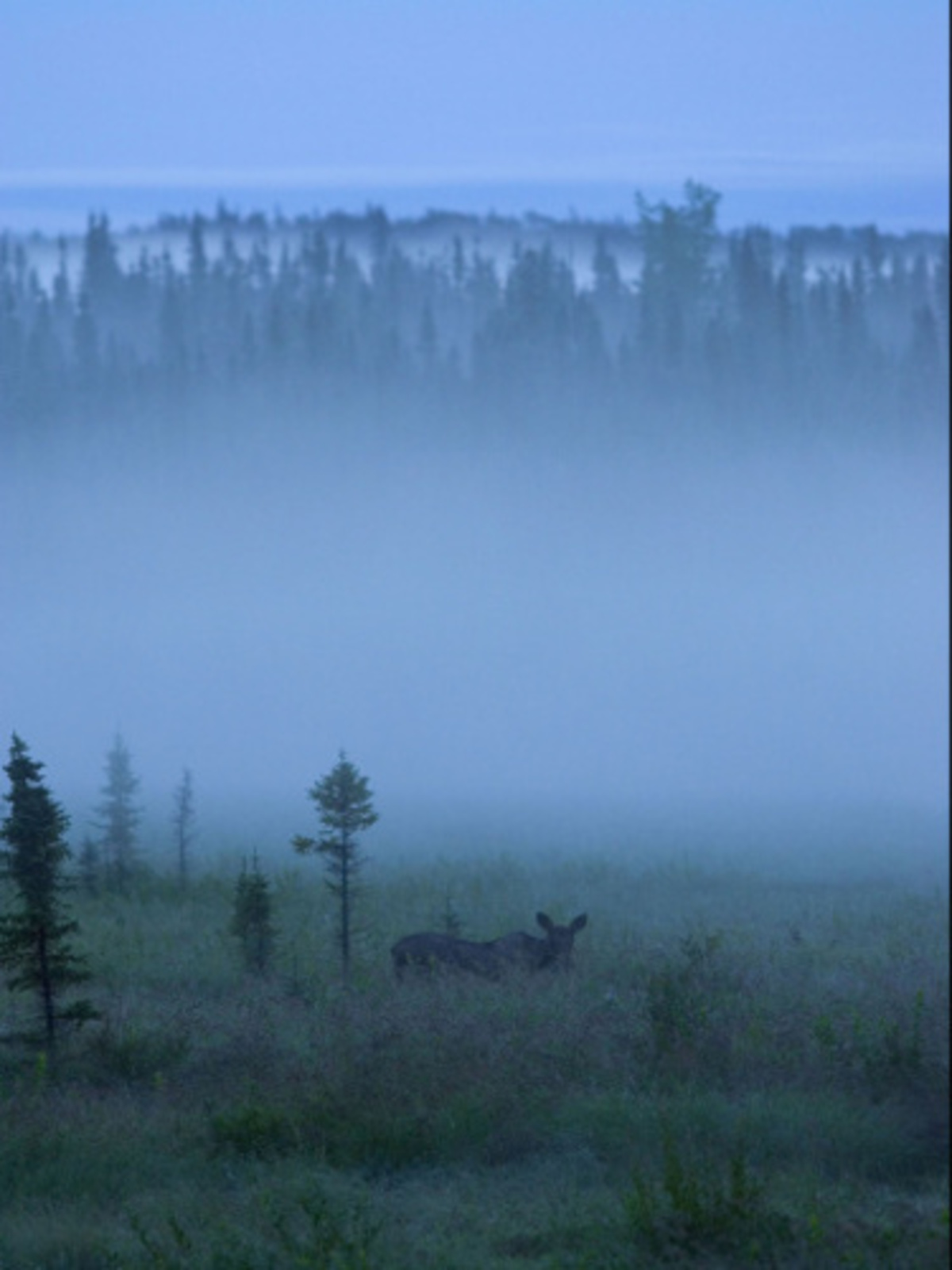 Moose in the mist | FWS.gov