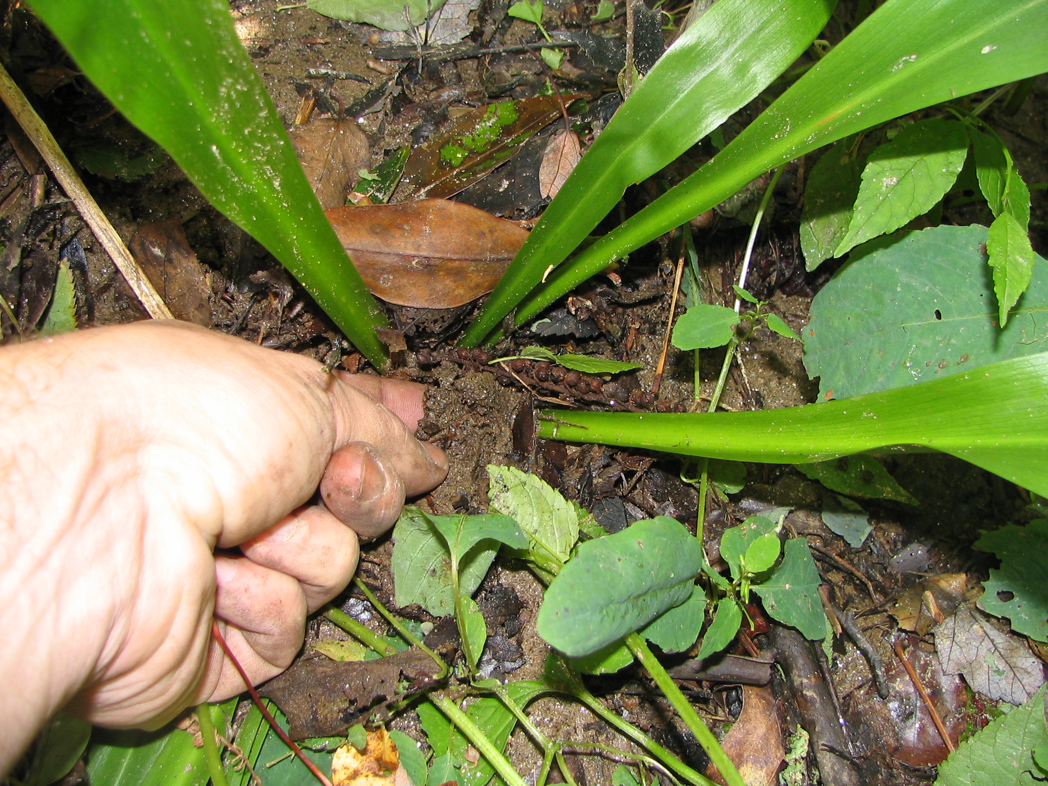 Swamp pink | FWS.gov