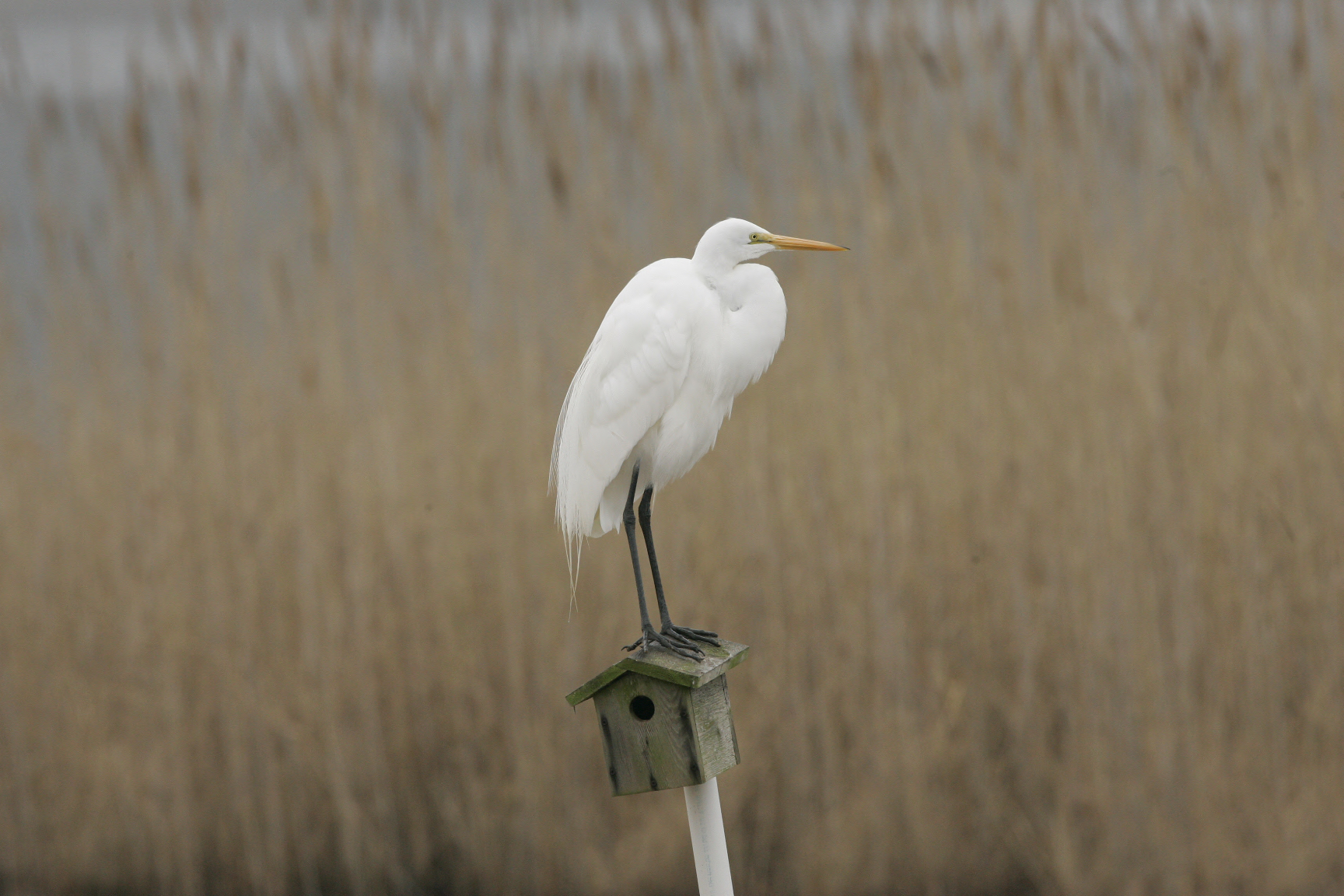 Great Egret | FWS.gov