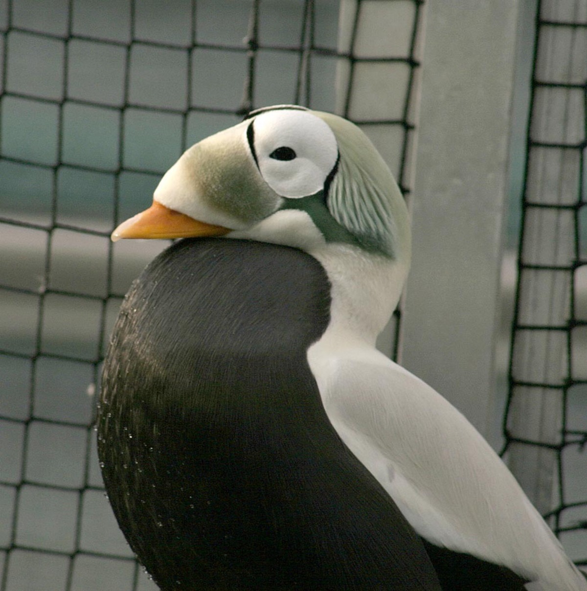 Spectacled eider male | FWS.gov
