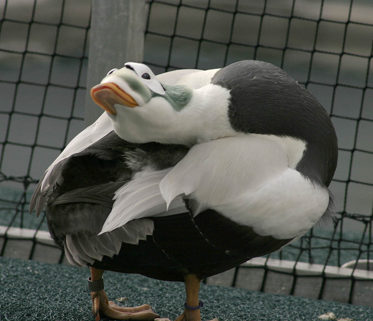 Spectacled eider male | FWS.gov