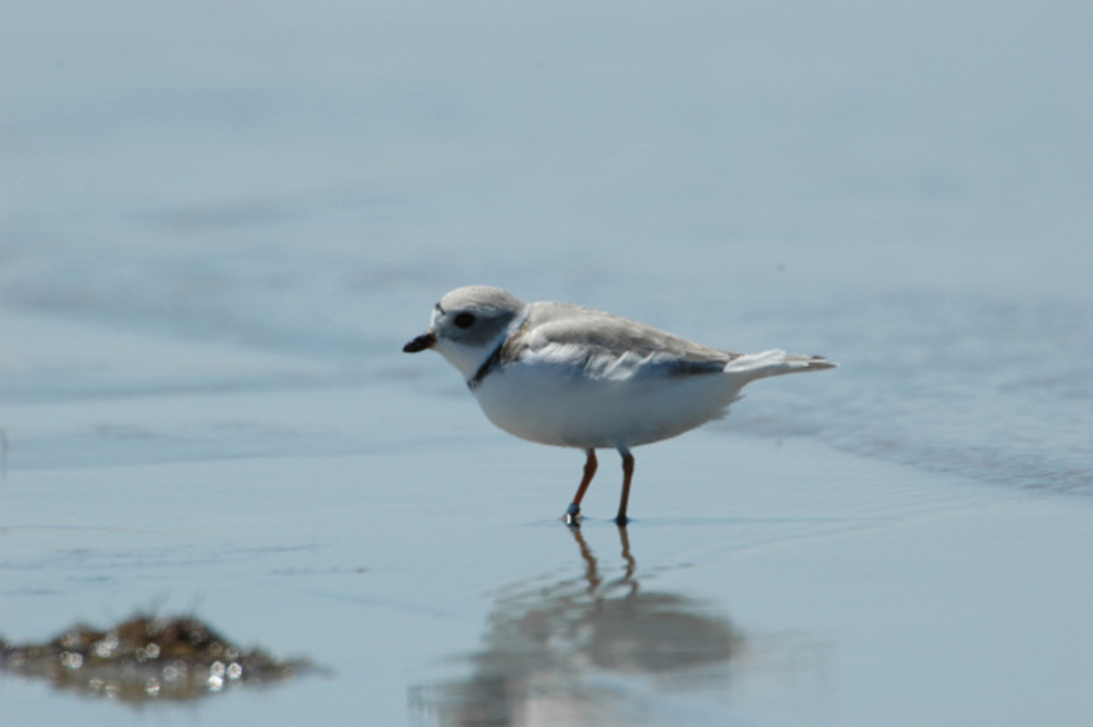 Piping Plover walking along the beach | FWS.gov