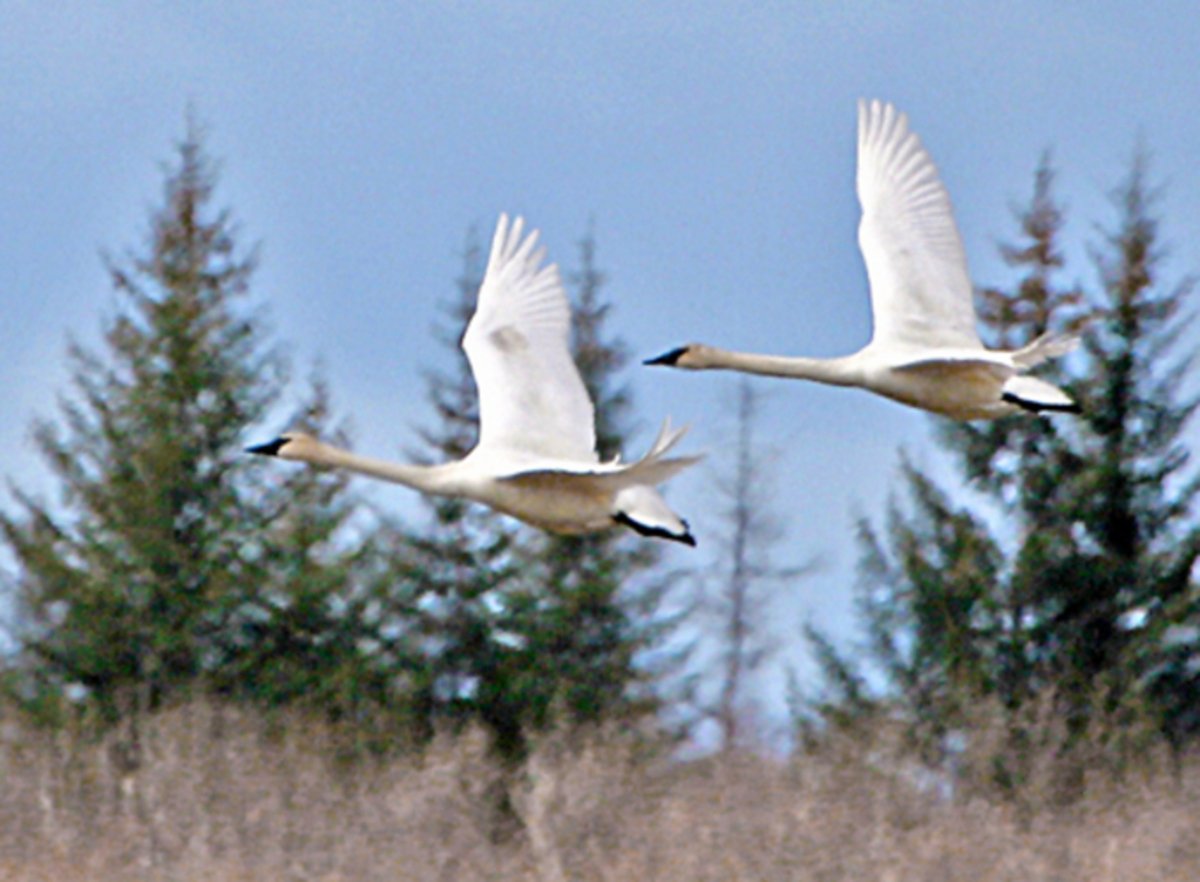 Trumpeter Swans in Flight | FWS.gov