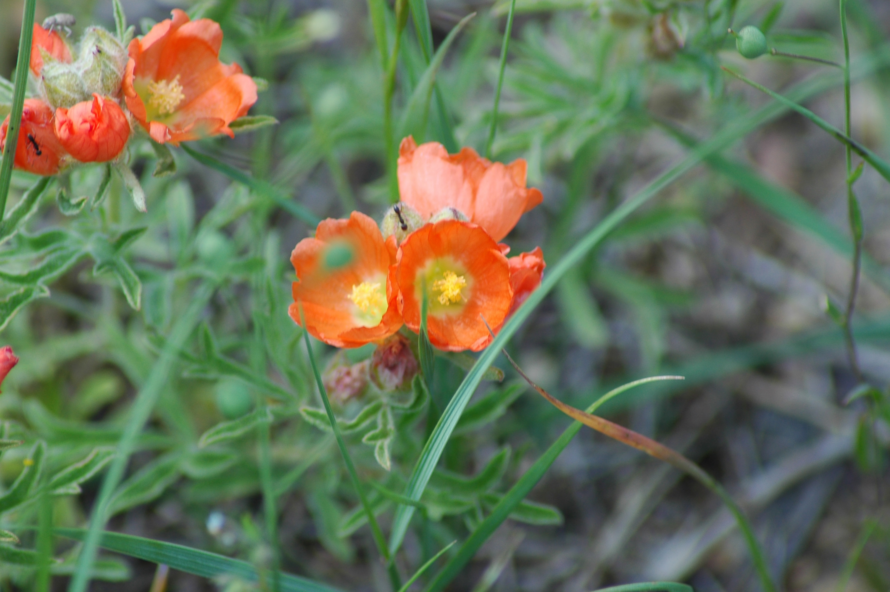 Desert Globemallow | FWS.gov