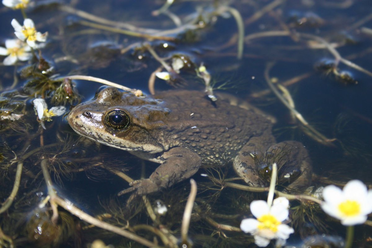 Columbia Spotted Frog | FWS.gov