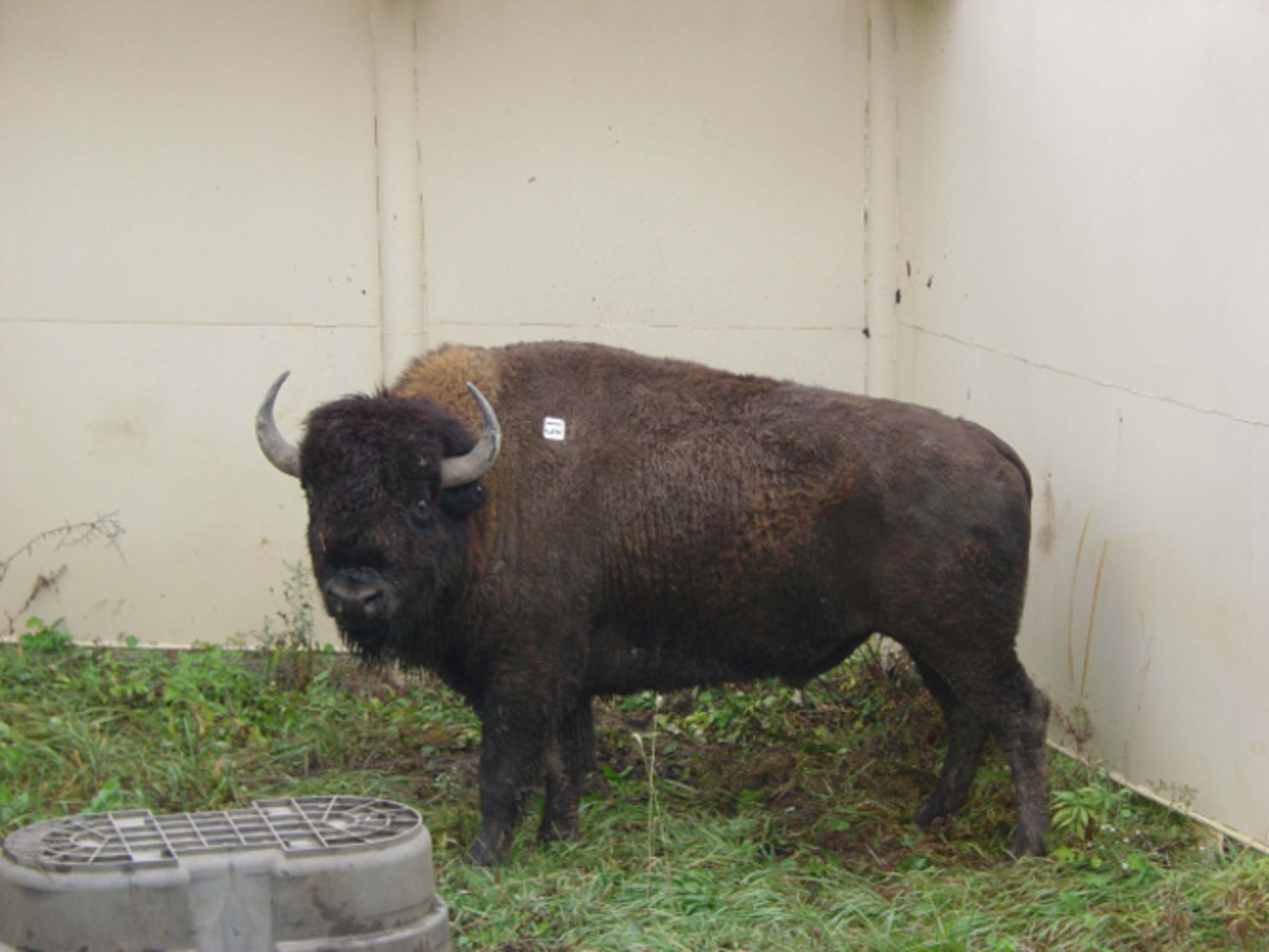 Bison in holding pen | FWS.gov