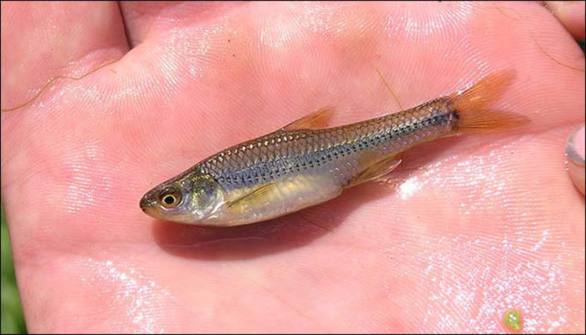 Topeka shiner | FWS.gov
