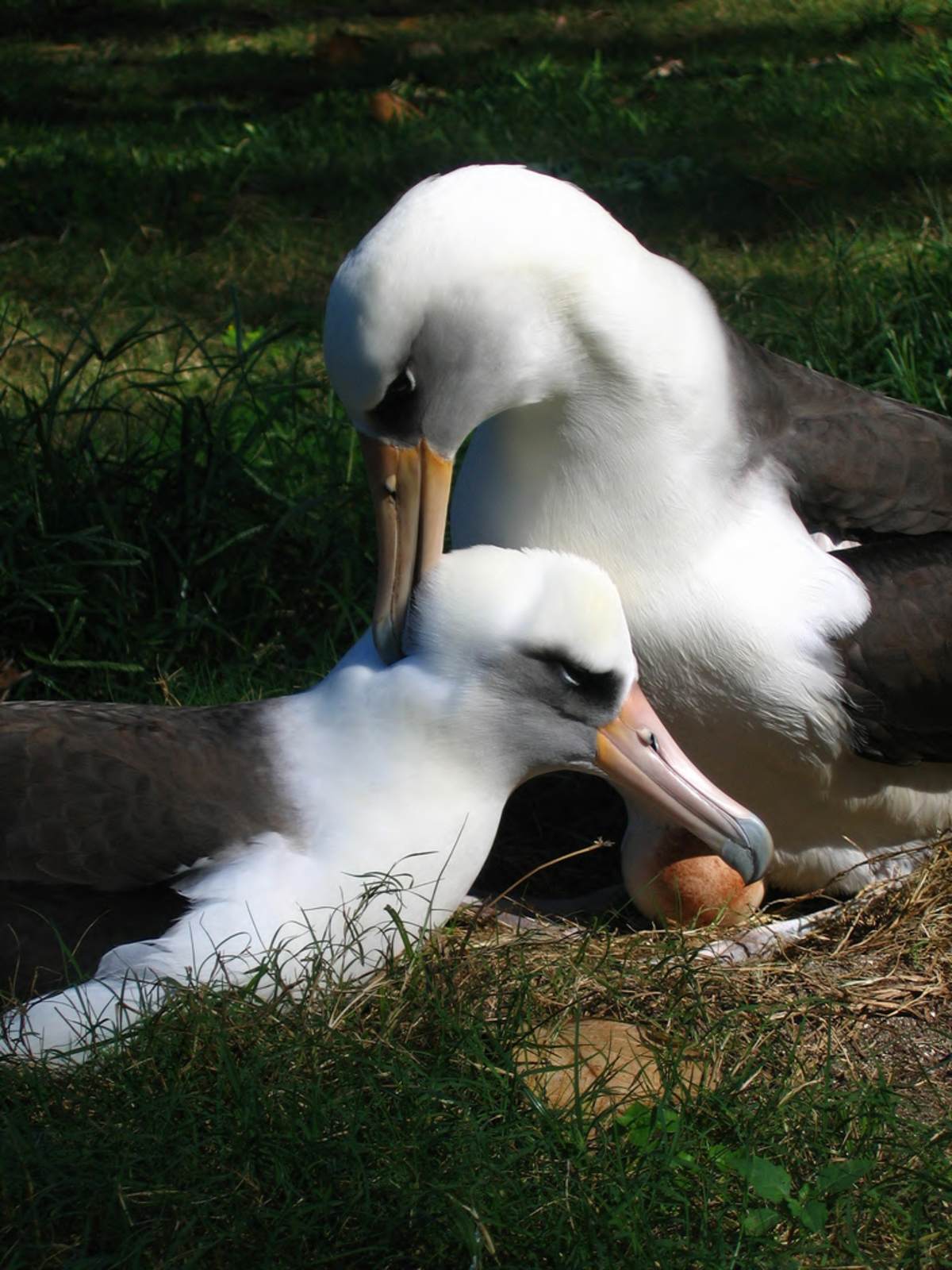 Nesting Laysan albatrosses | FWS.gov
