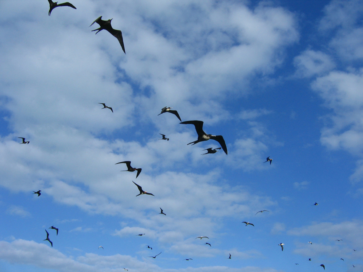 Frigatebirds in Flight | FWS.gov