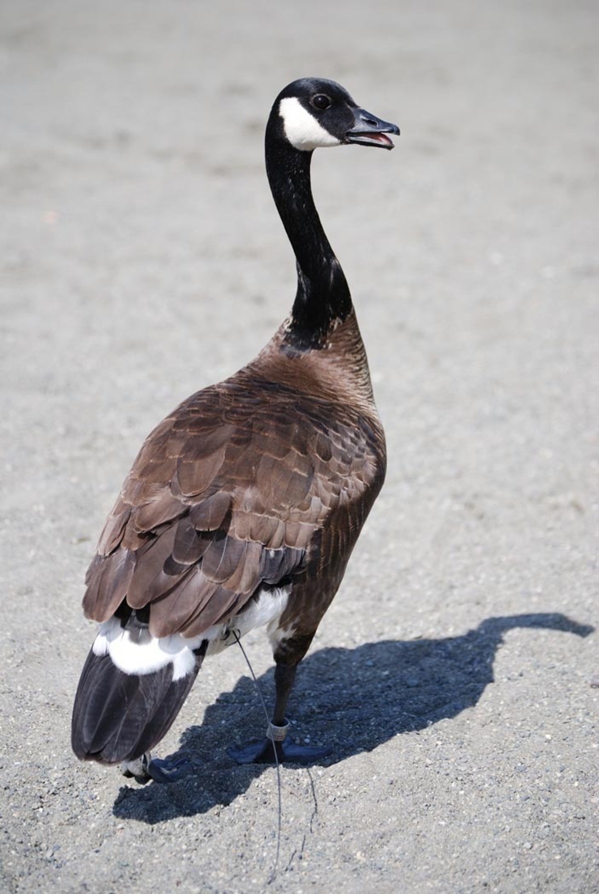 Canada goose at Goose Lake, Anchorage | FWS.gov