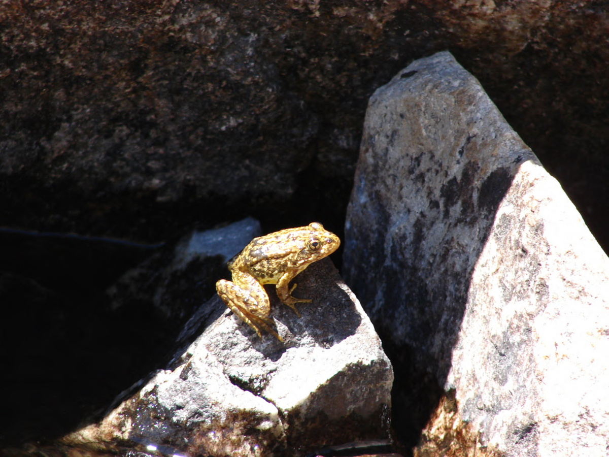 Mountain Yellow-Legged Frog | FWS.gov