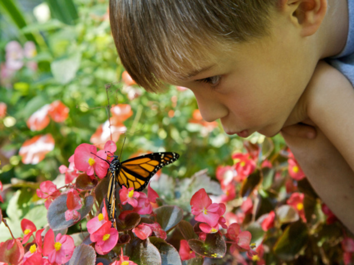 Boy with Monarch butterfly | FWS.gov