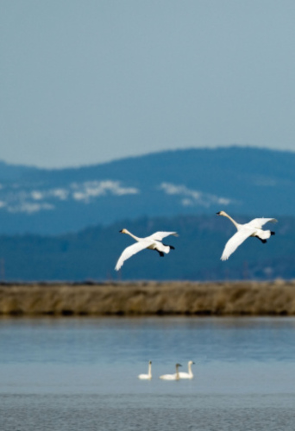 Swans in flight | FWS.gov