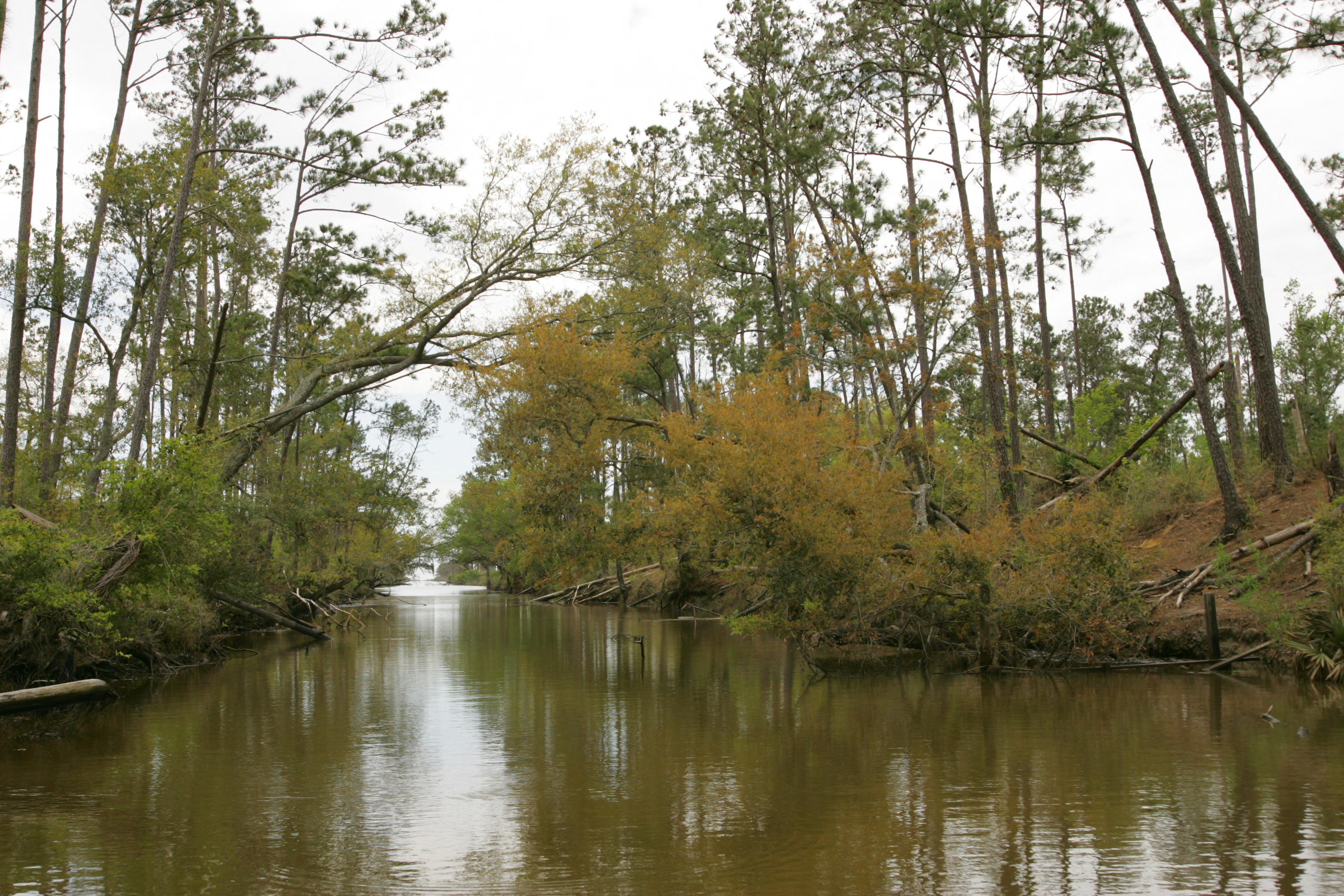 Straight down the slough | FWS.gov