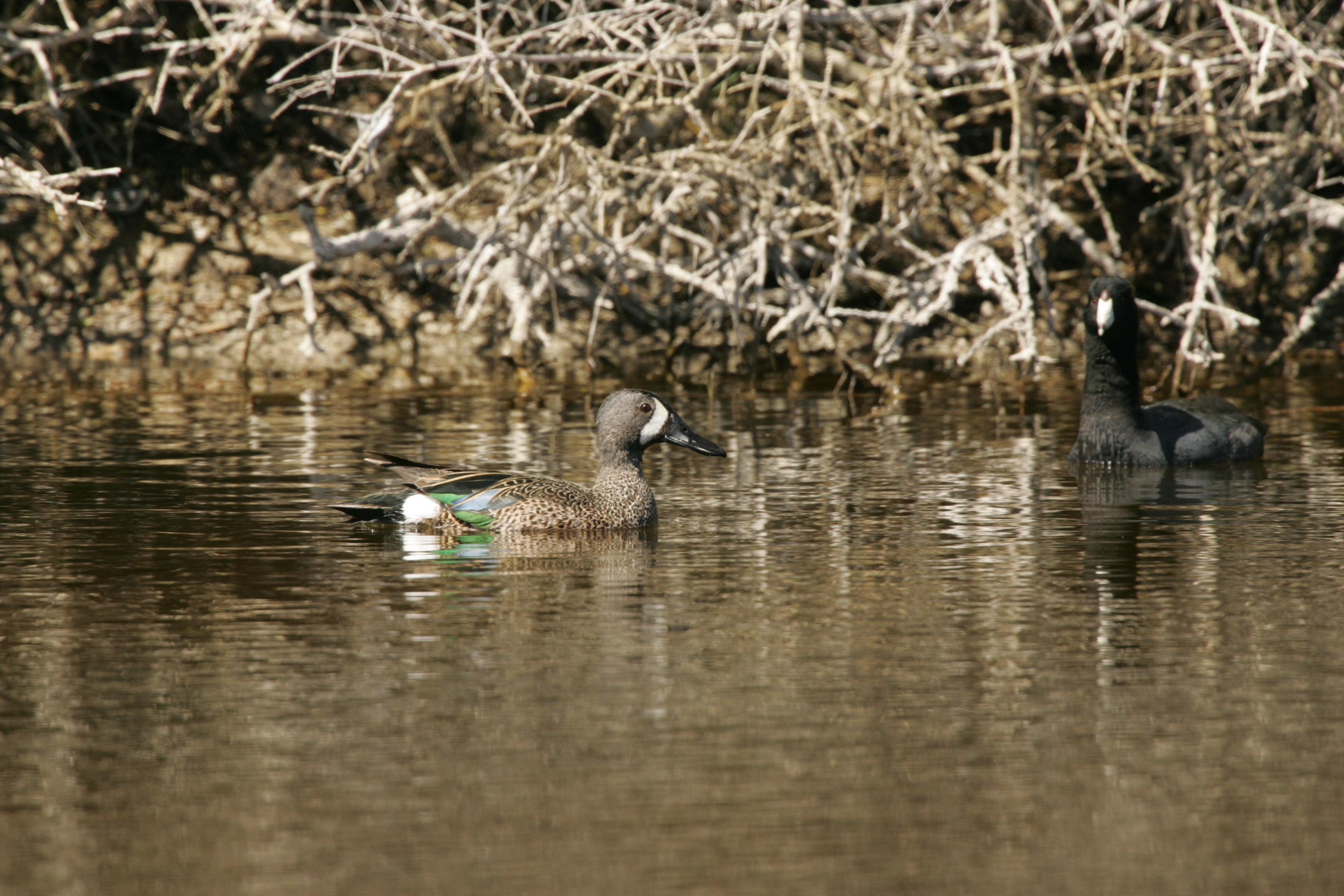 Blue-winged Teal with an American Coot | FWS.gov