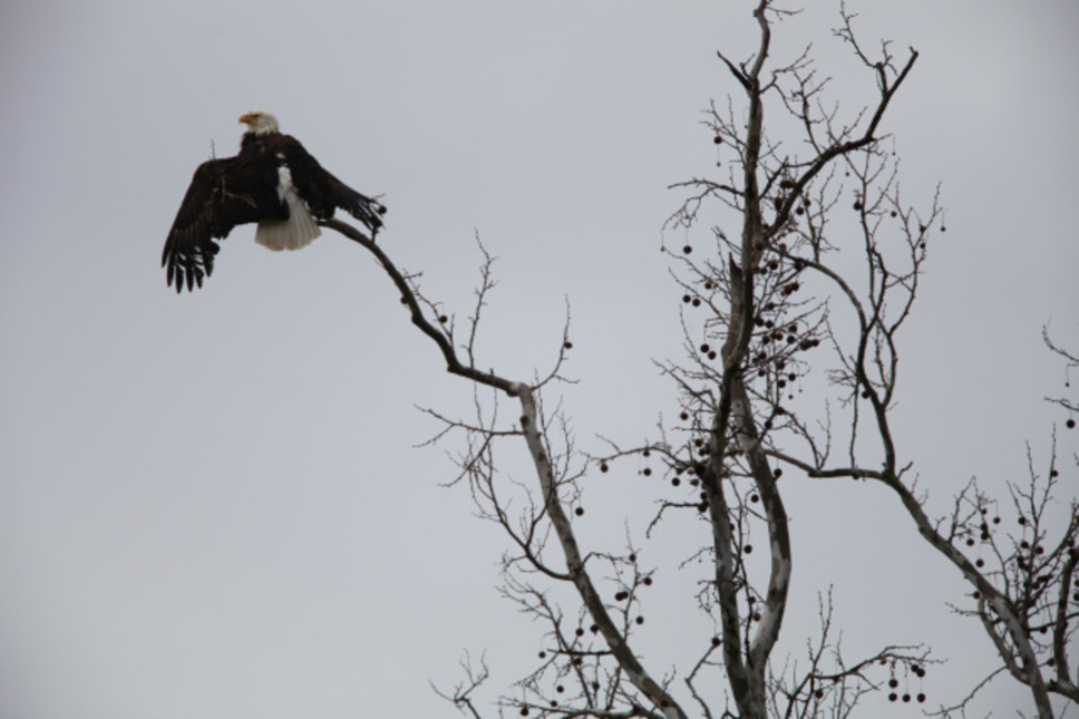 NCTC Eagle | FWS.gov