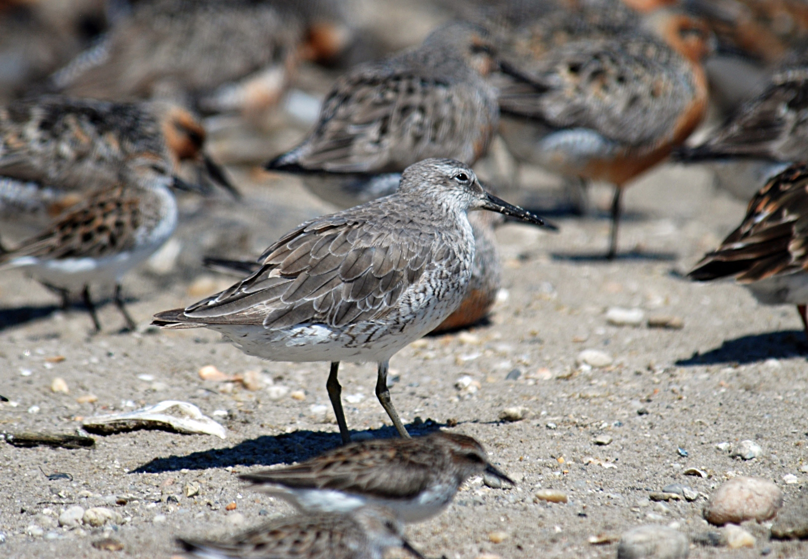 Red Knot | FWS.gov